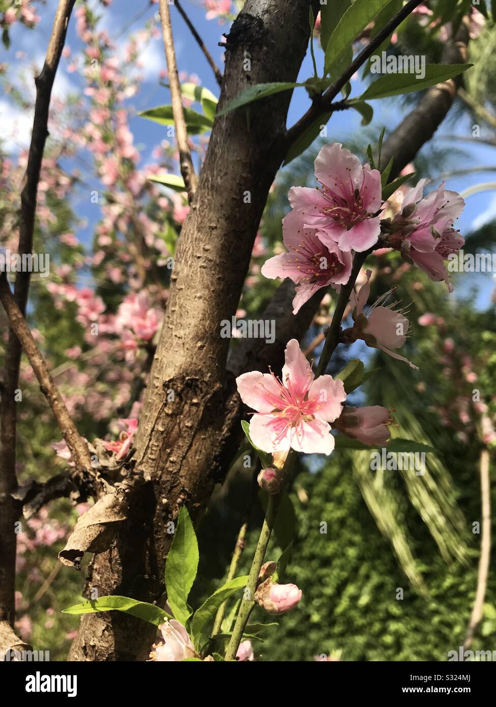 Peach Tree Flower High Resolution Stock Photography and Images - Alamy
