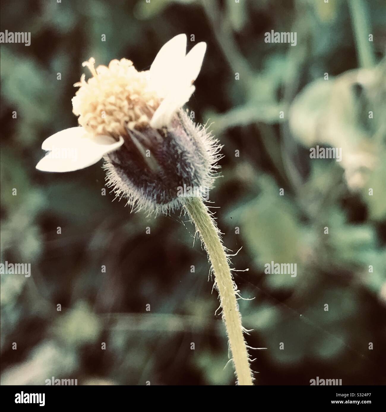 Black Bidens High Resolution Stock Photography and Images - Alamy