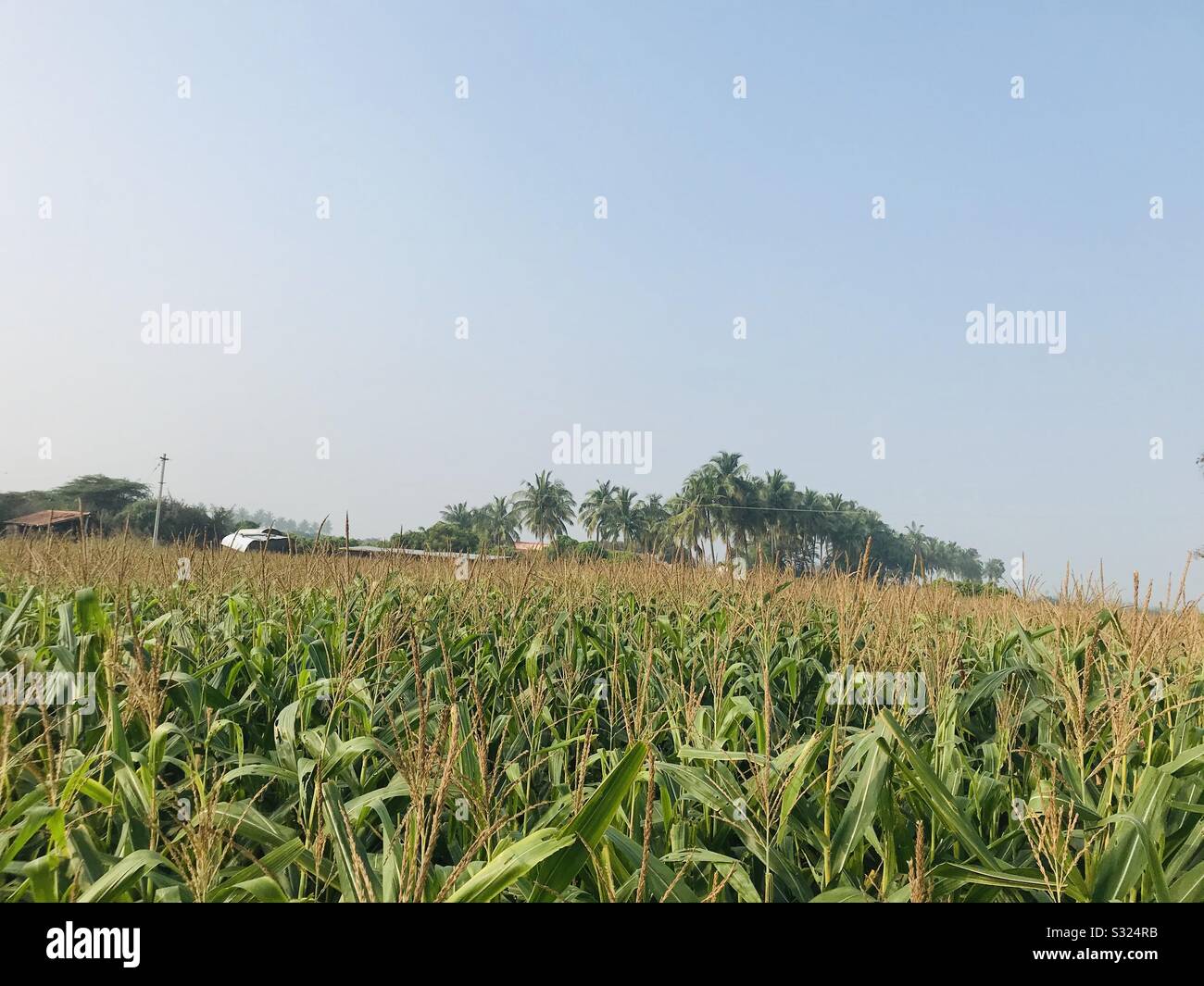 Maize sprout hi-res stock photography and images - Alamy