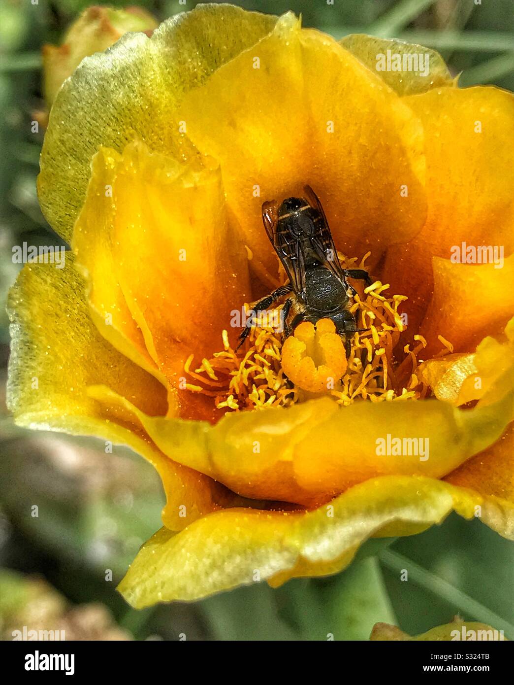 Bumblebee gathering pollen Stock Photo - Alamy