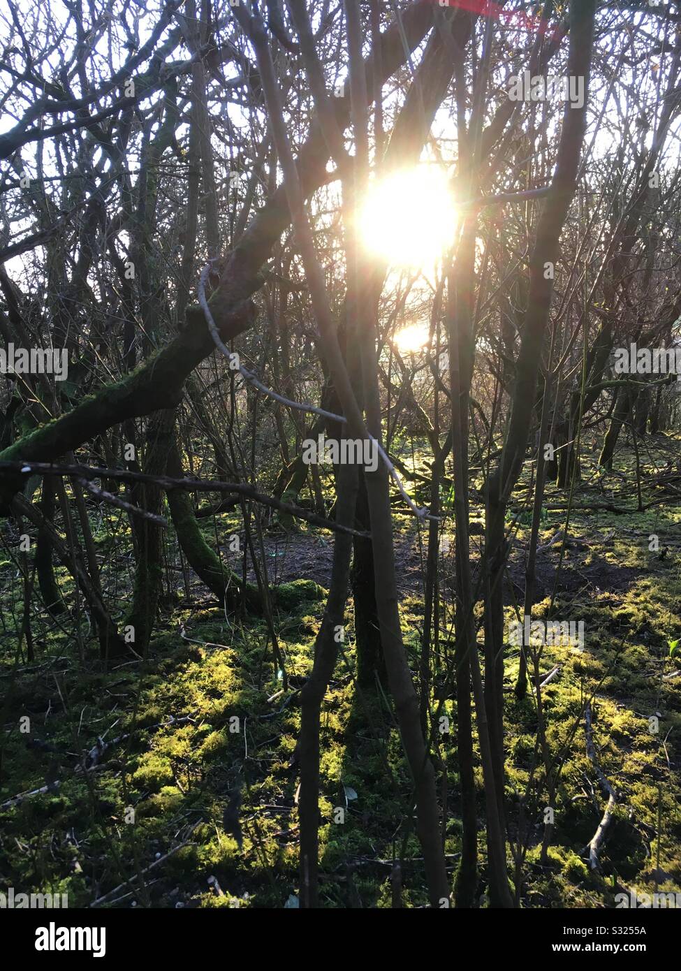 Golden light through trees hi-res stock photography and images - Alamy