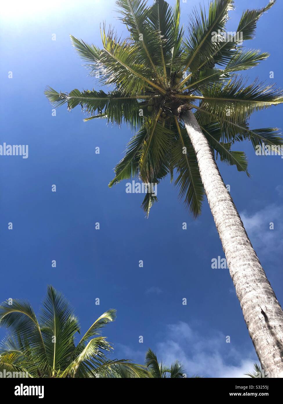 Palm tree looking up Stock Photo - Alamy