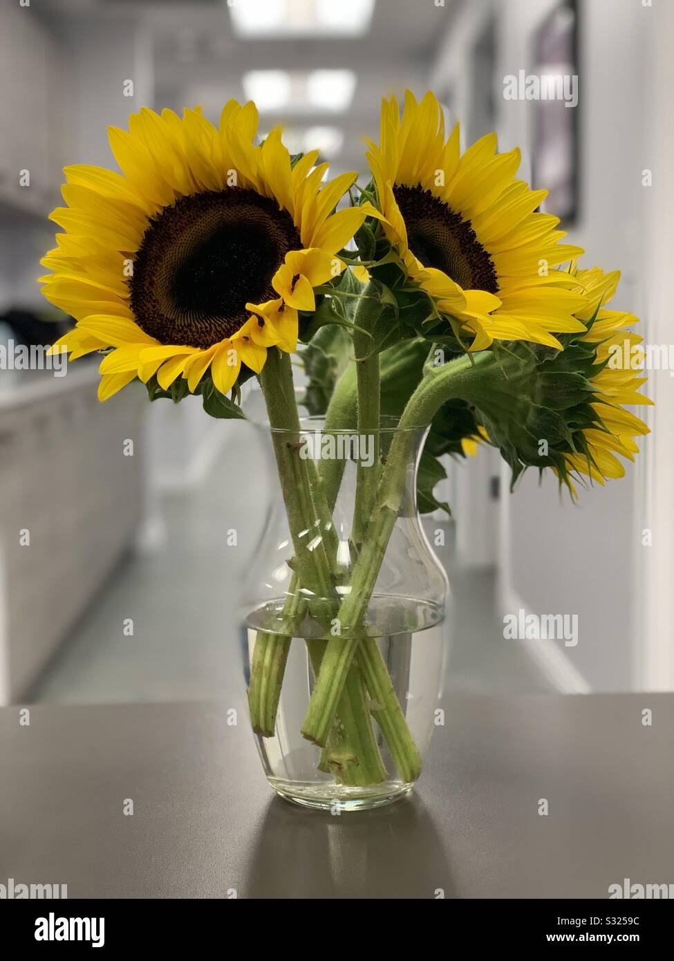 Sunflowers with nature hi-res stock photography and images - Alamy