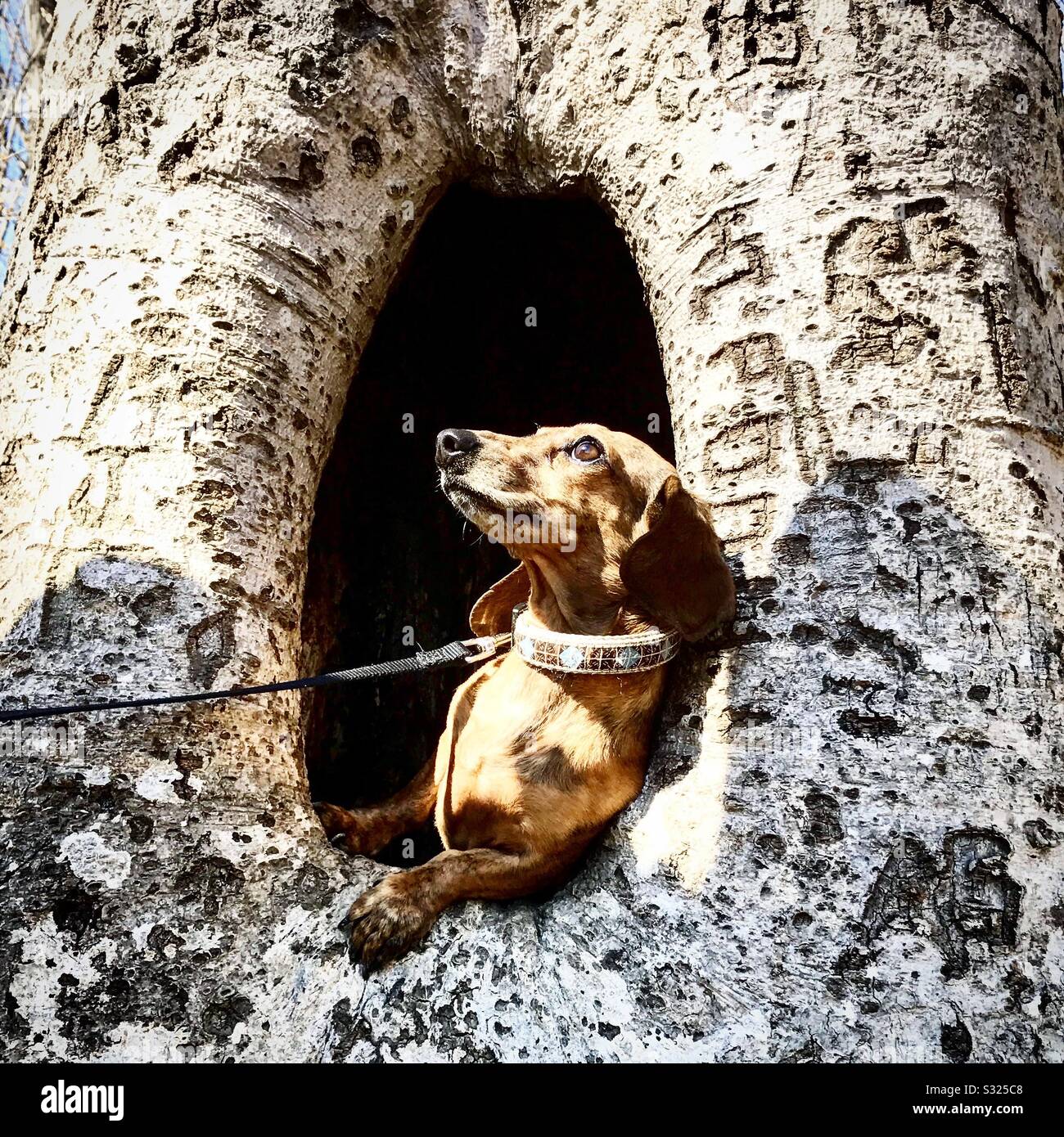 Dog by tree hi-res stock photography and images - Alamy