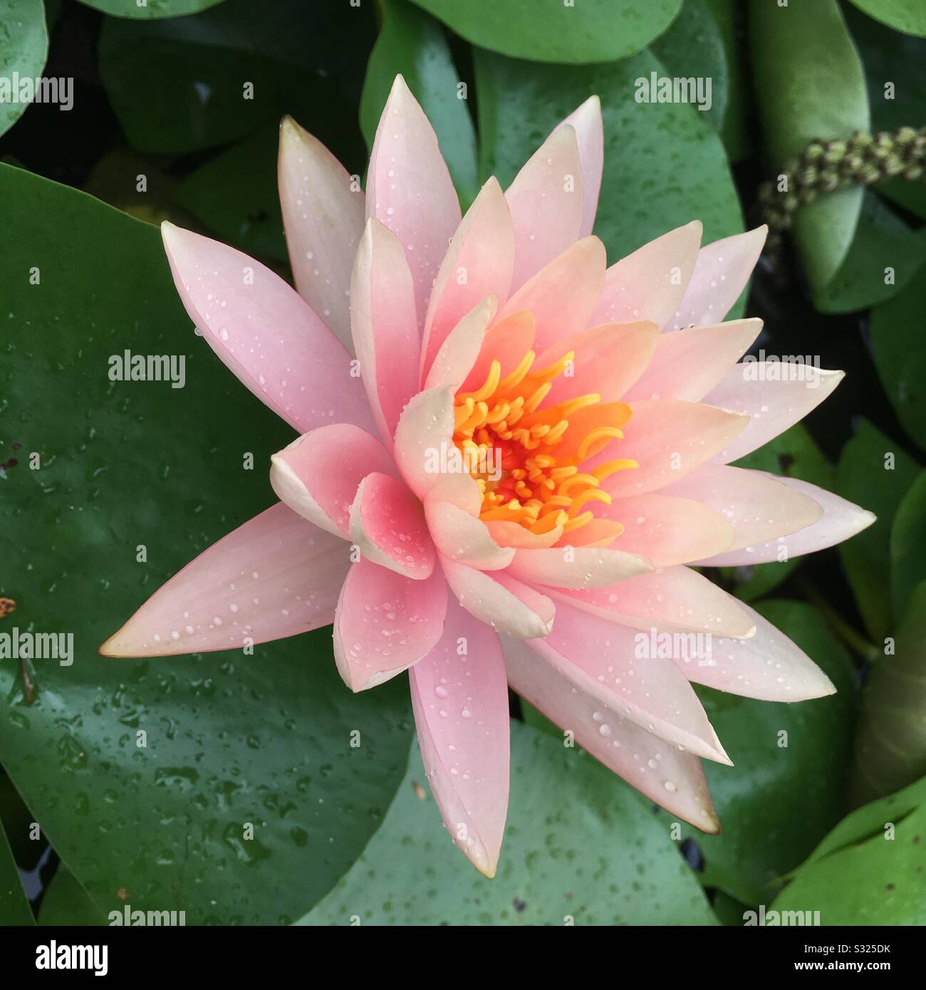 Water lily in a pond Stock Photo - Alamy