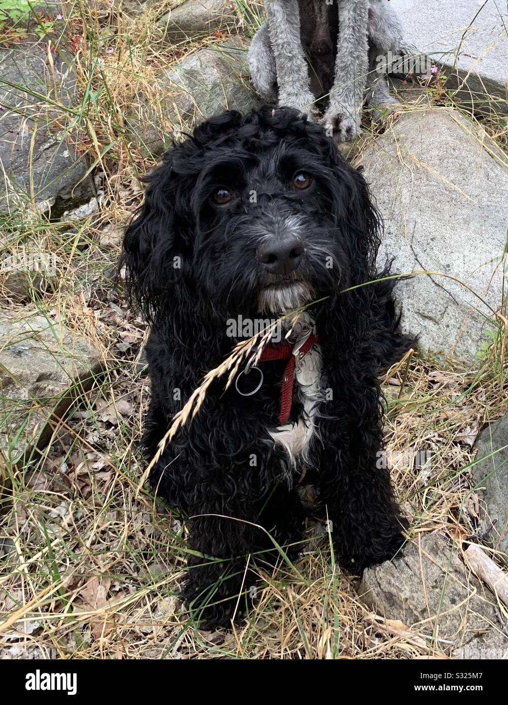 Happy Cockapoo High Resolution Stock Photography and Images - Alamy