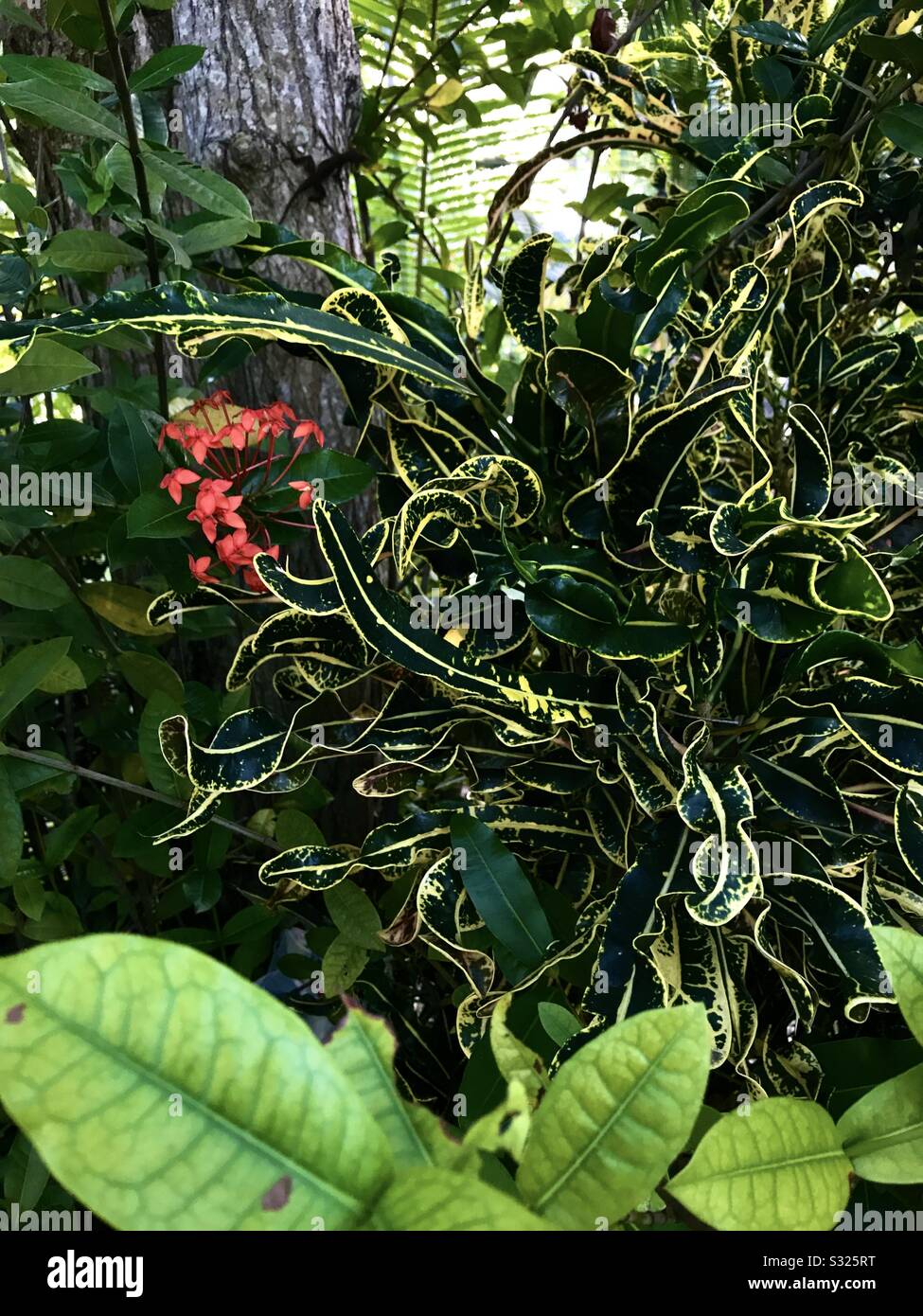 Puerto rico flowers hi-res stock photography and images - Alamy