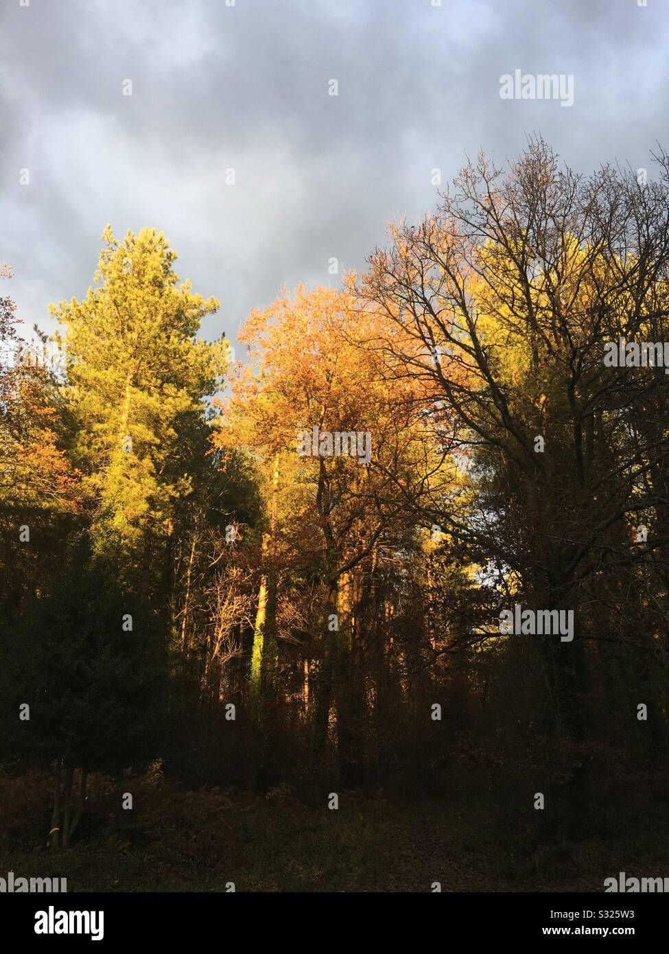 Forest Of Bere High Resolution Stock Photography and Images - Alamy