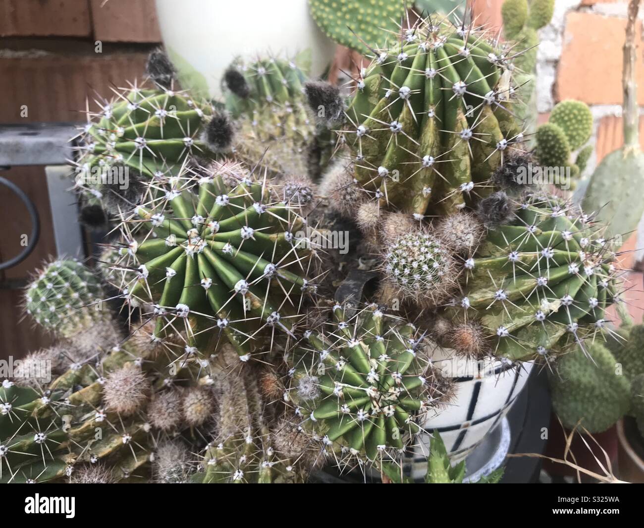 Cacti potted hi-res stock photography and images - Alamy