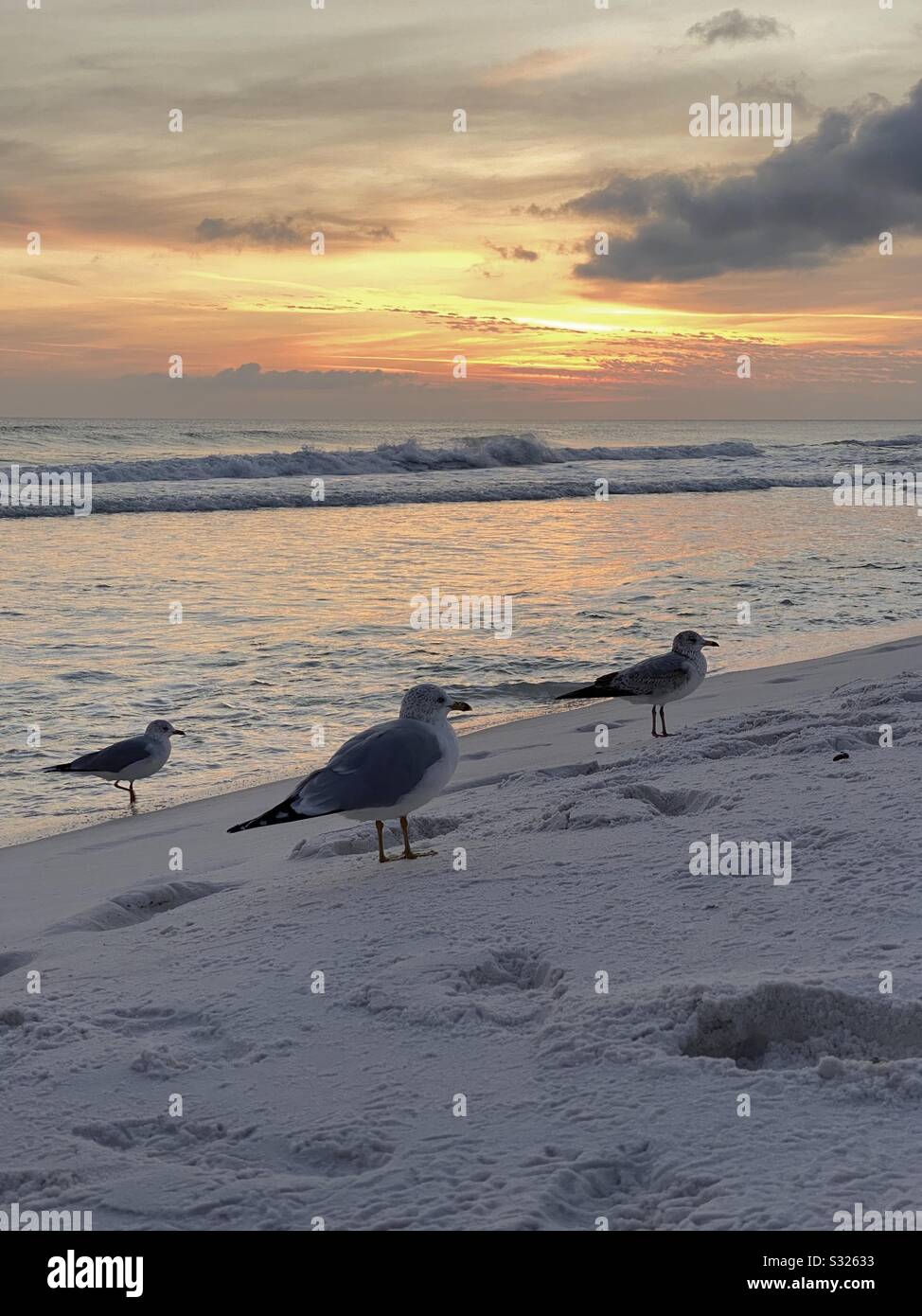 Colorful sunset on the beach with shorebirds standing on white sand ...