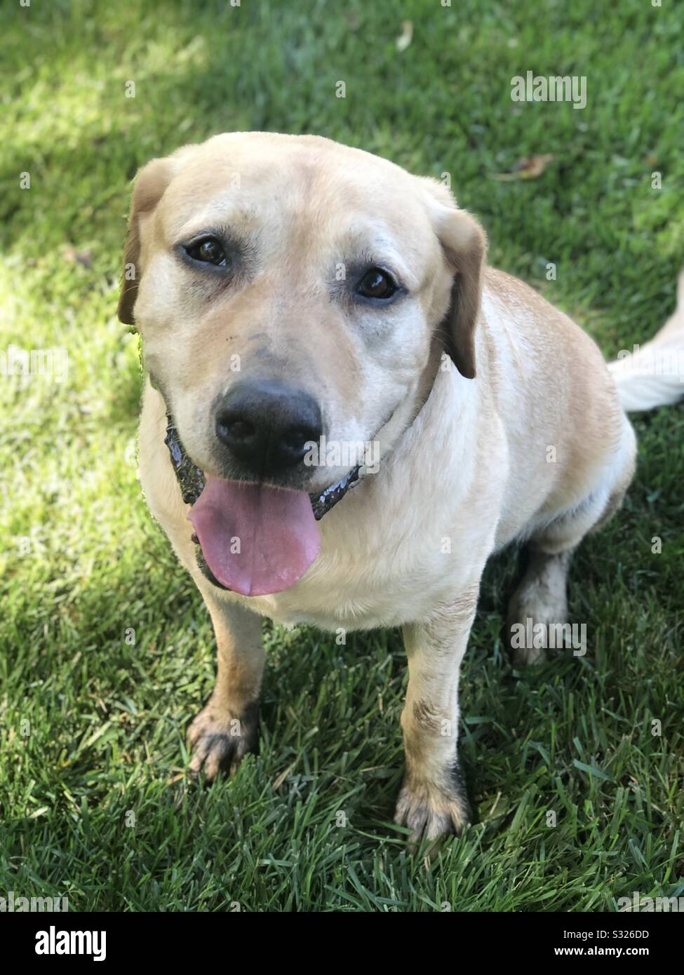 Lab outside hi-res stock photography and images - Alamy