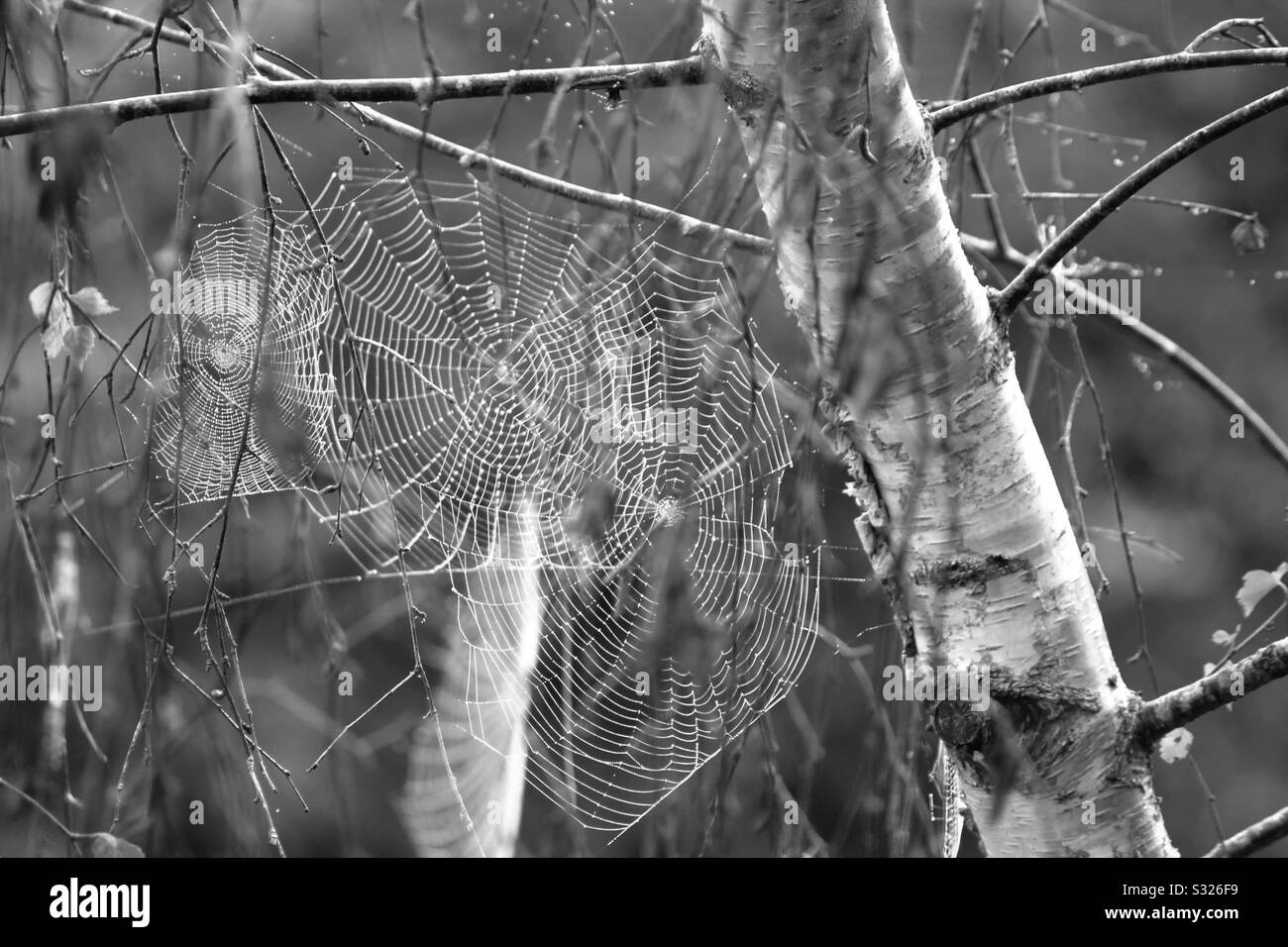 Cob web black and white hi-res stock photography and images - Alamy