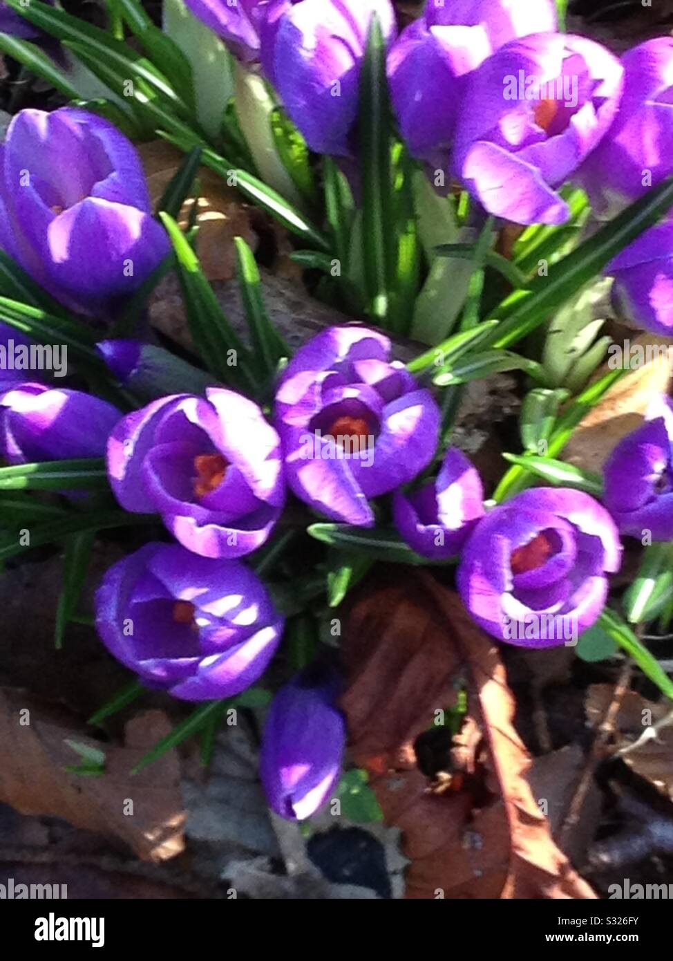 Splash of spring colour hi-res stock photography and images - Alamy