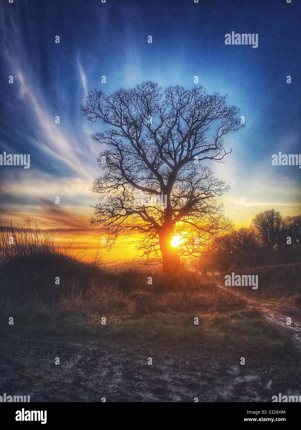 Tree at sunset Stock Photo - Alamy
