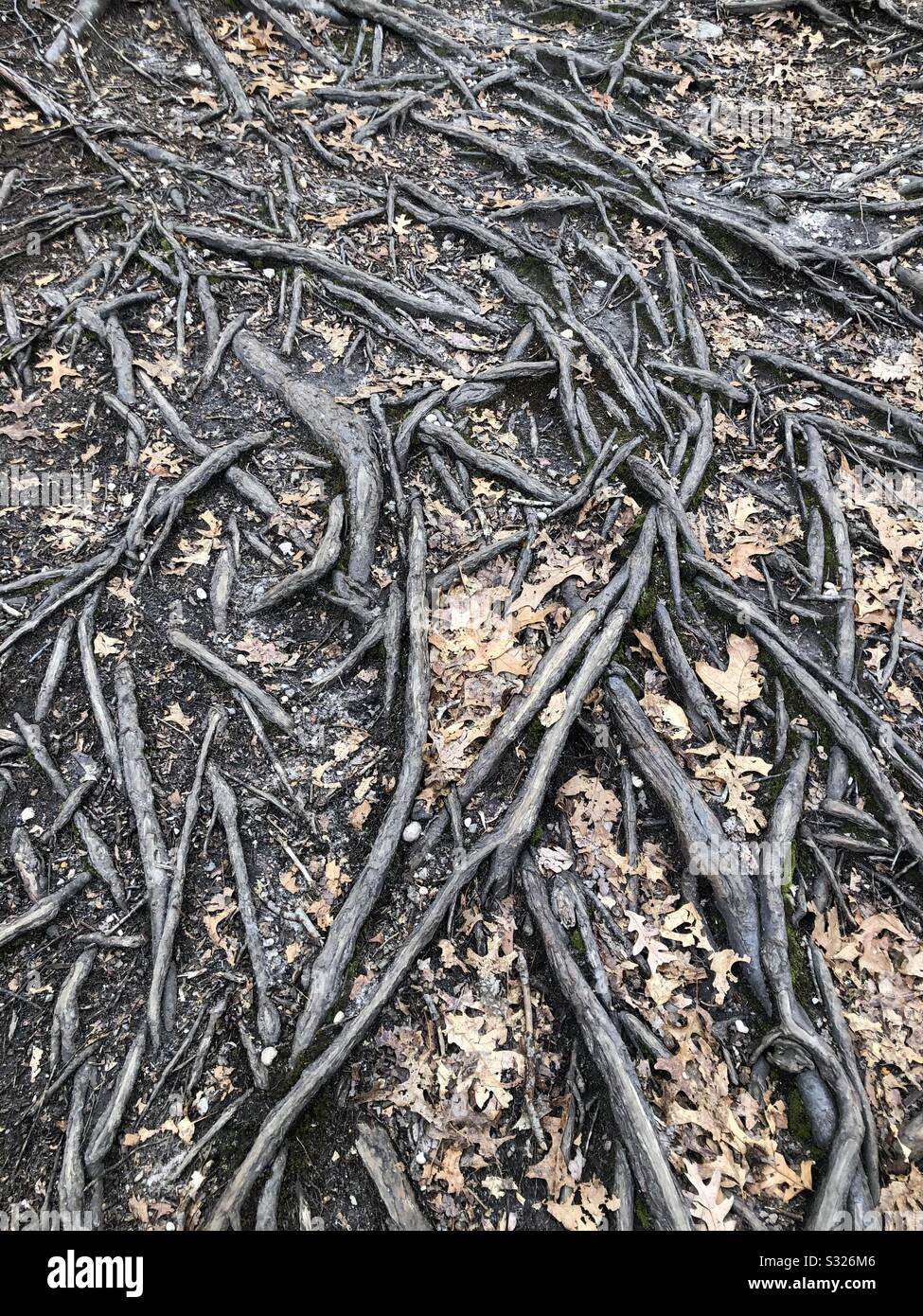 Tree roots pattern hi-res stock photography and images - Alamy