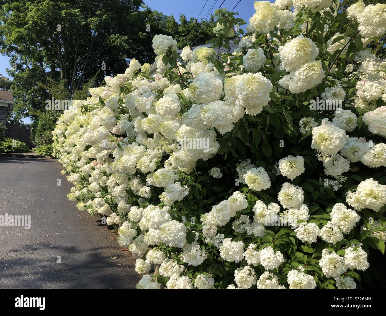 Row of blooms hi-res stock photography and images - Alamy