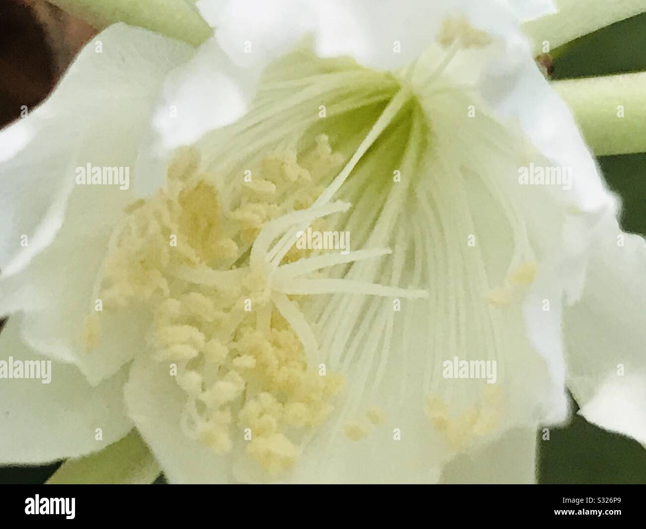 Queen of night daffodil hi-res stock photography and images - Alamy