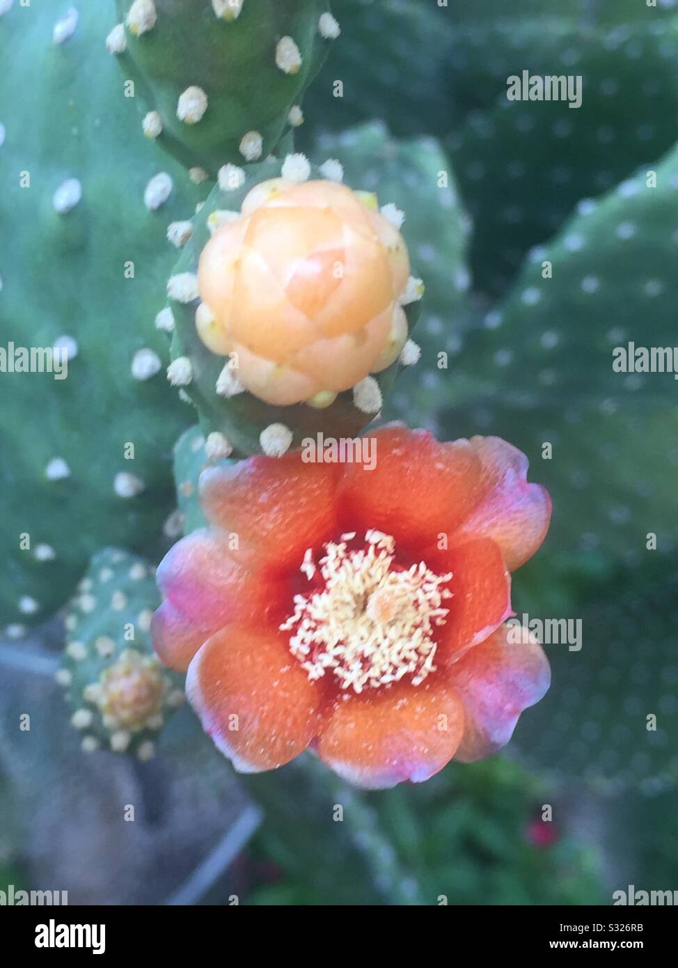 Thorny flower hi-res stock photography and images - Alamy