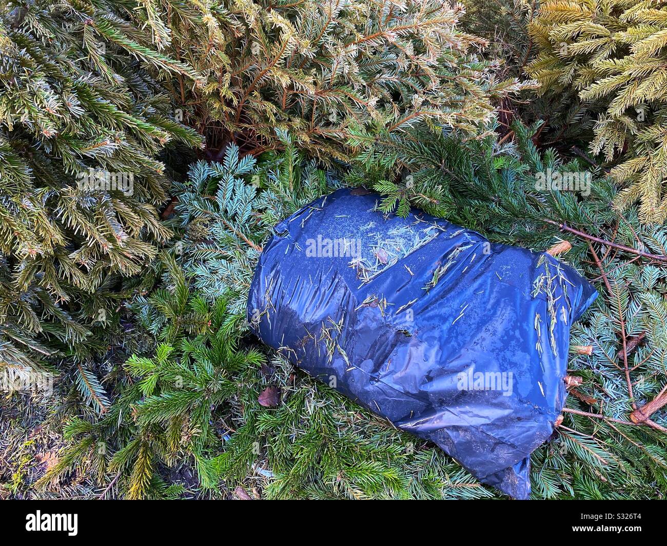 Dumped trees hi-res stock photography and images - Alamy