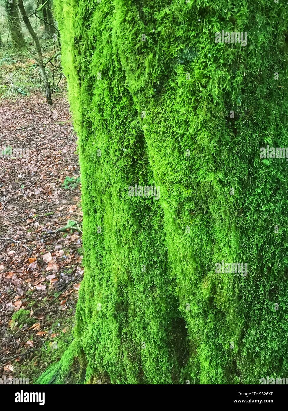 Moss parasite hi-res stock photography and images - Alamy
