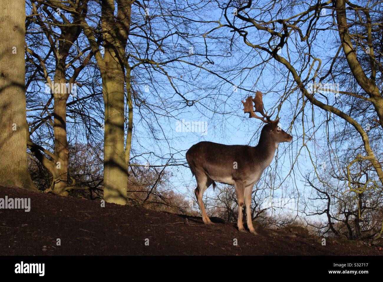 Alpha deer hi-res stock photography and images - Alamy