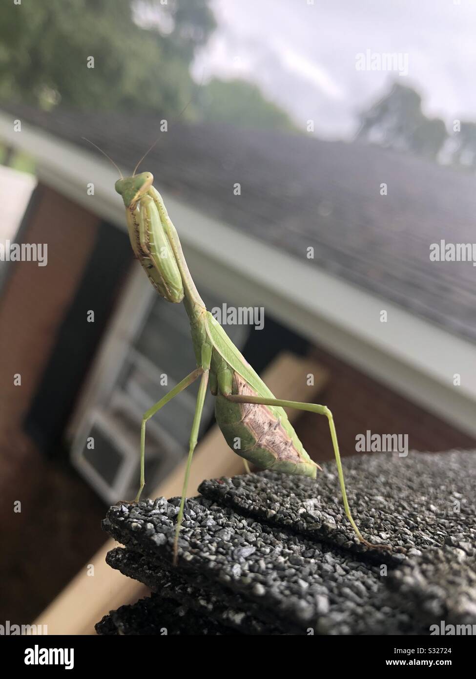Praying mantis fight hi-res stock photography and images - Alamy