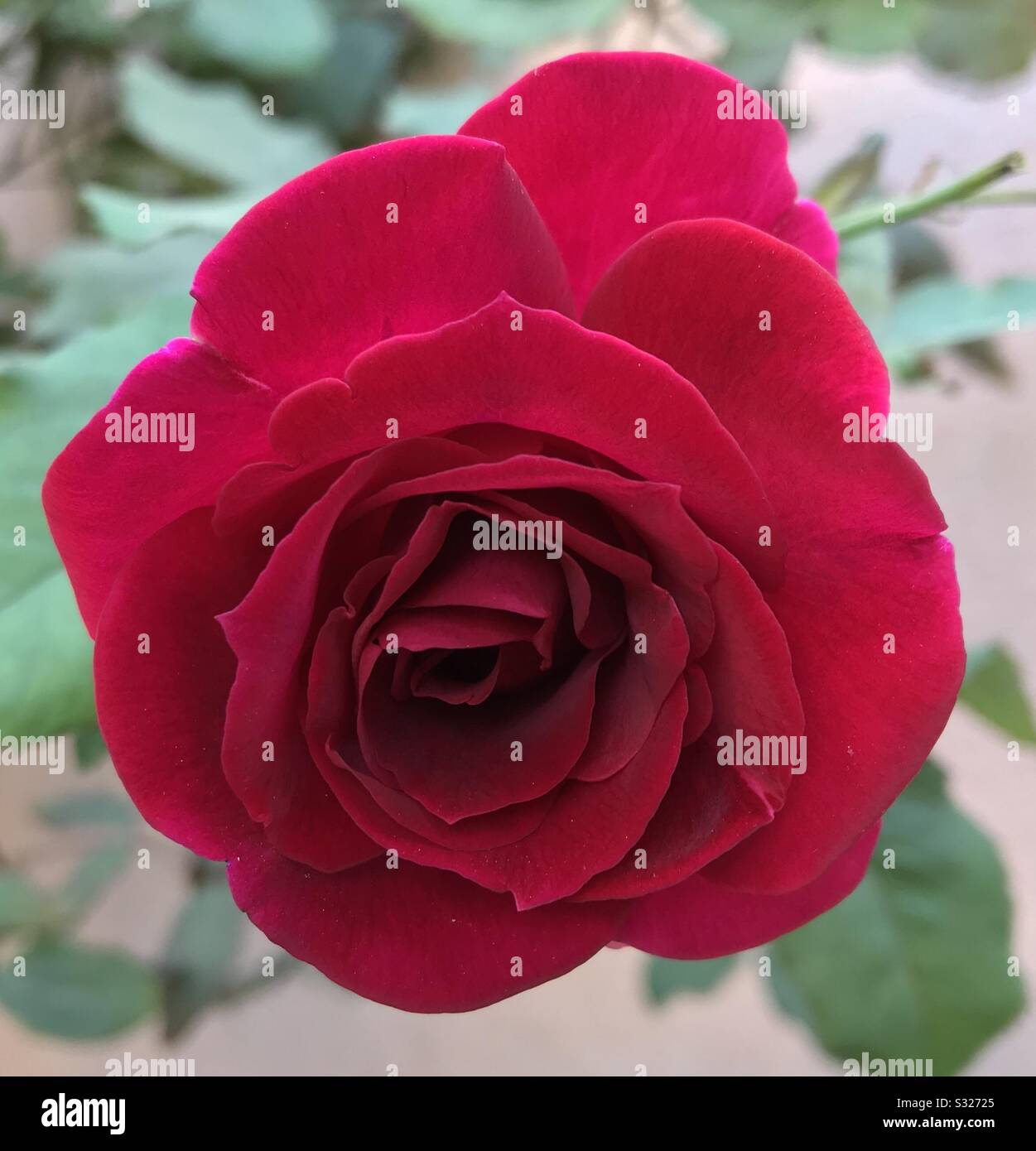 Rose in red color the beautiful flower Stock Photo - Alamy