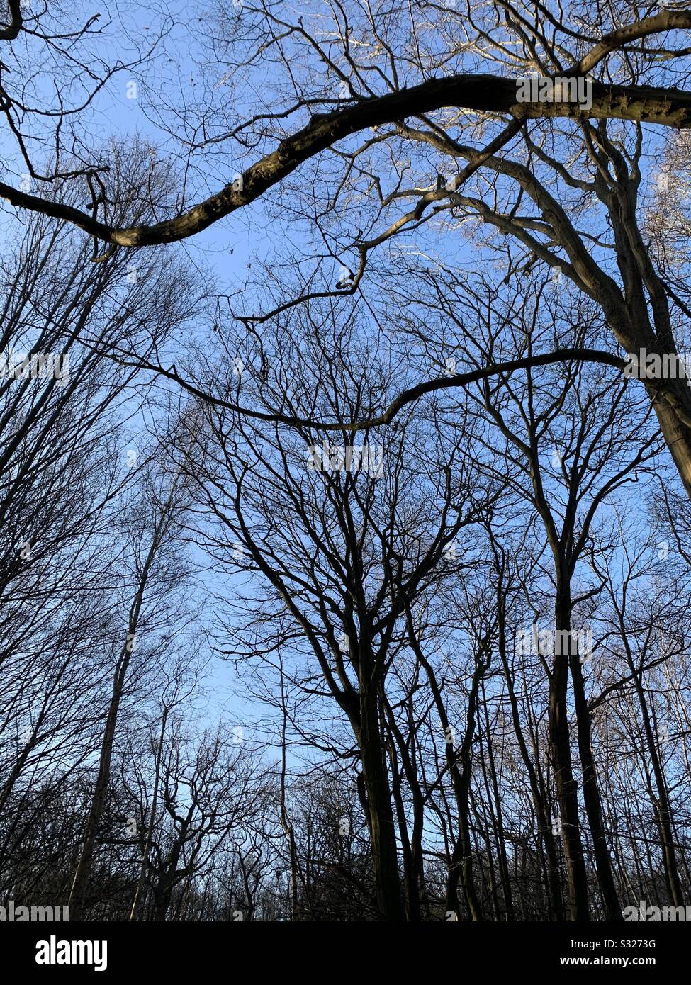 Trees in winter sky Stock Photo - Alamy