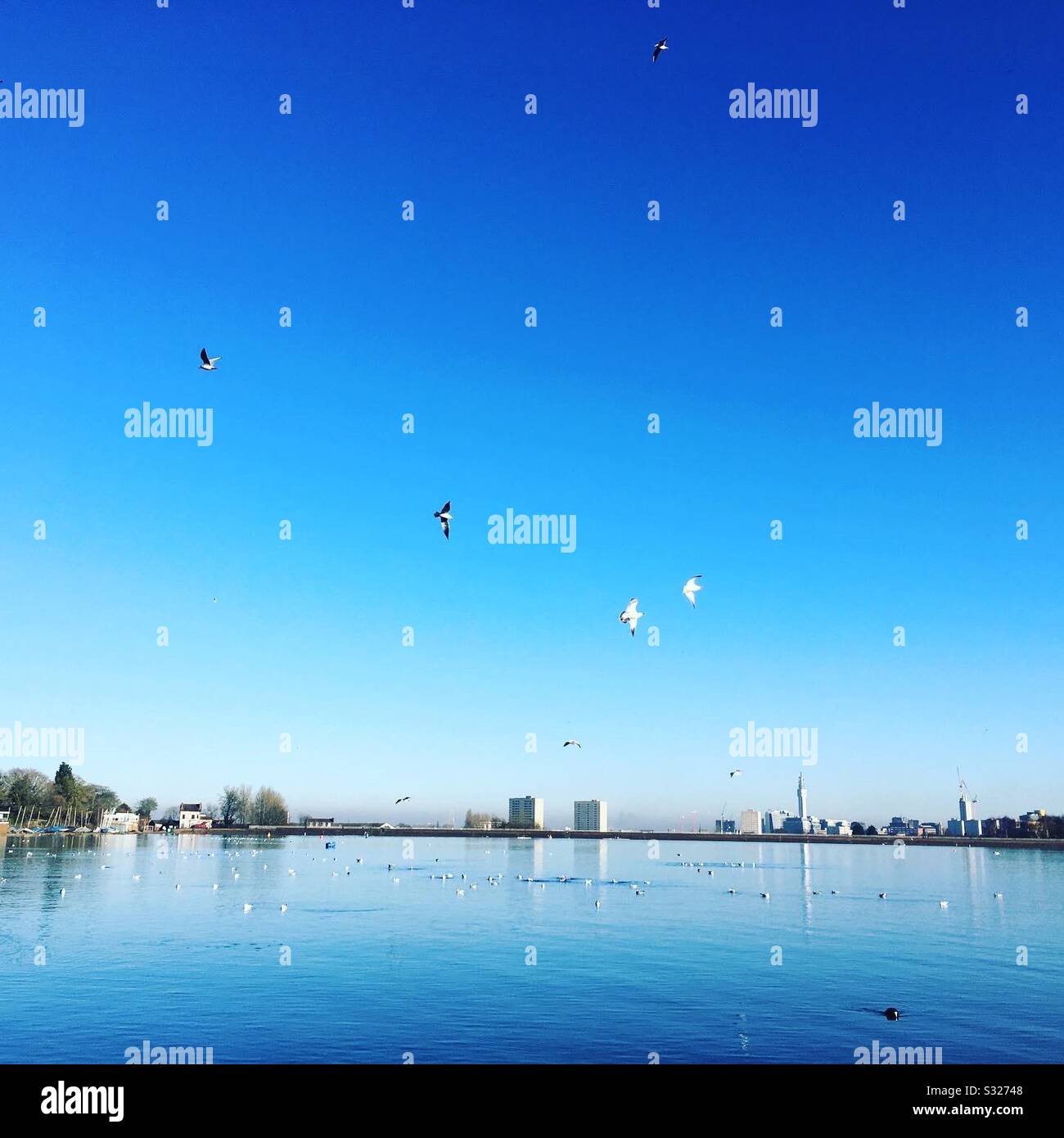 Birds flying high over the water Stock Photo - Alamy