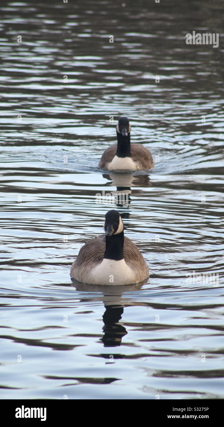 2 ducks hi-res stock photography and images - Alamy