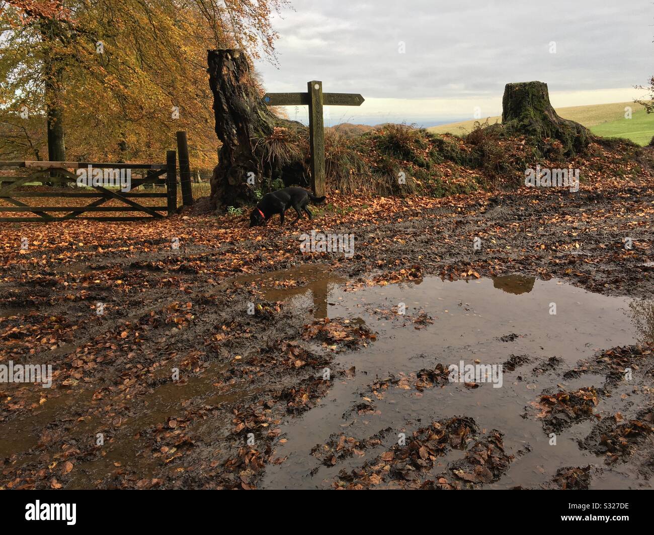Quantock hi-res stock photography and images - Alamy