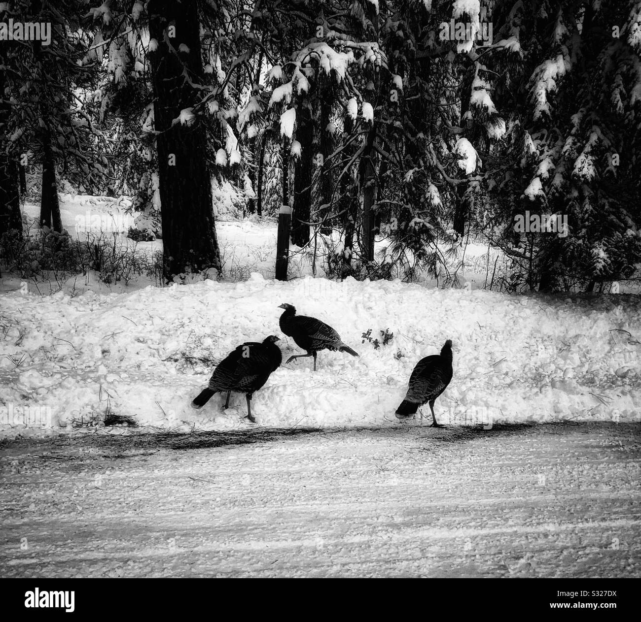 Turkeys white hi-res stock photography and images - Alamy