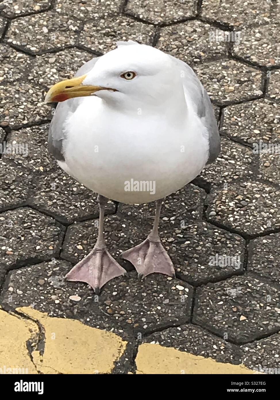 Stare at seagull hi-res stock photography and images - Alamy
