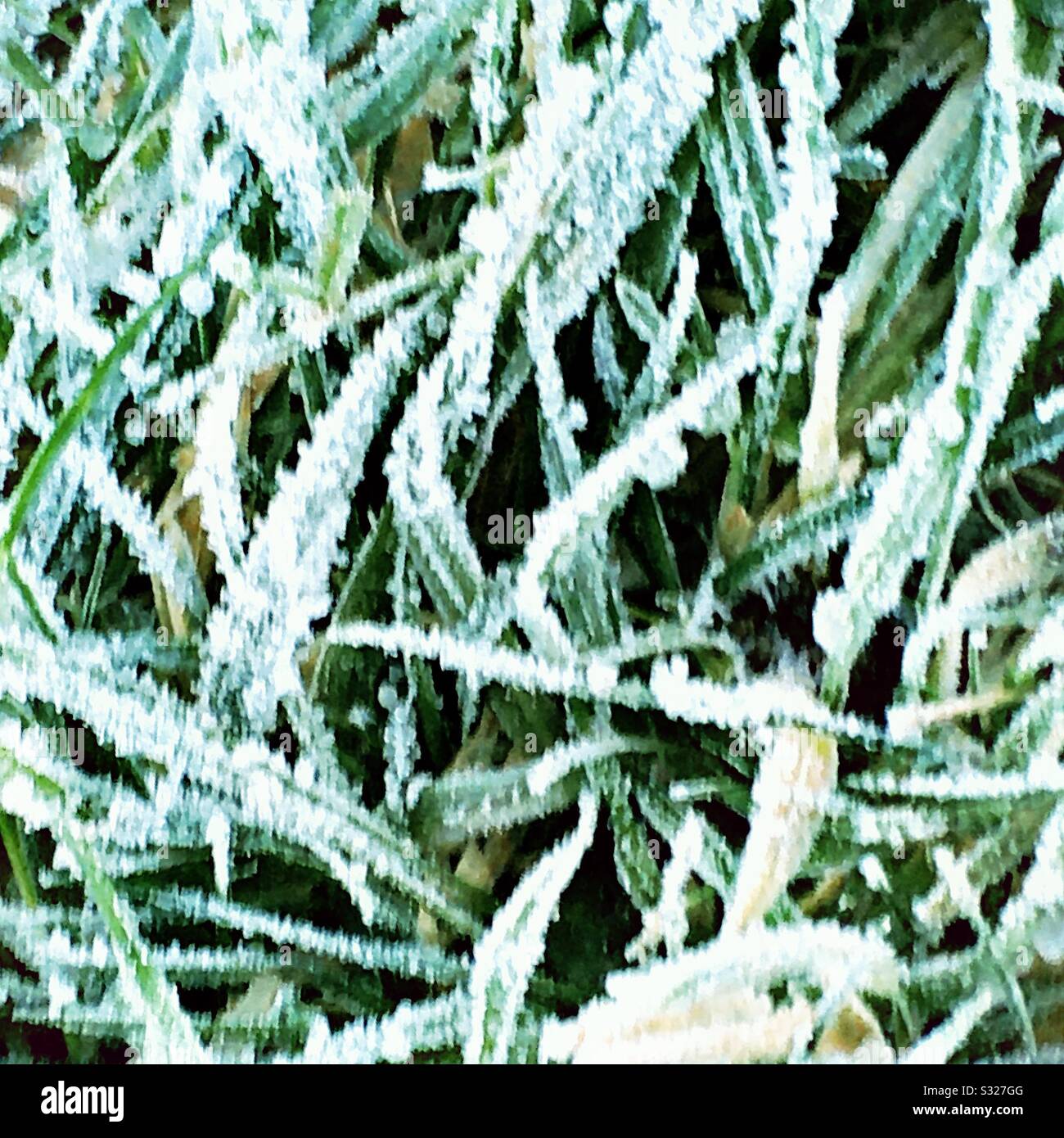 Grass frost hi-res stock photography and images - Alamy