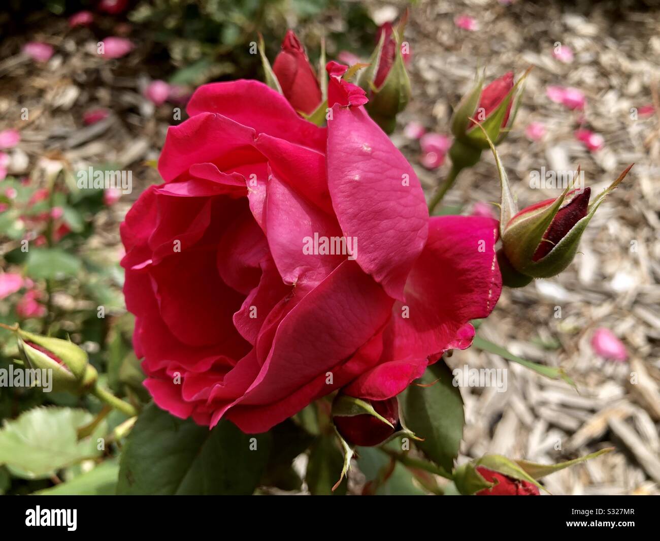 Classic red roses in the garden Stock Photo - Alamy Classic red roses in the garden Stock Photo - Alamy
