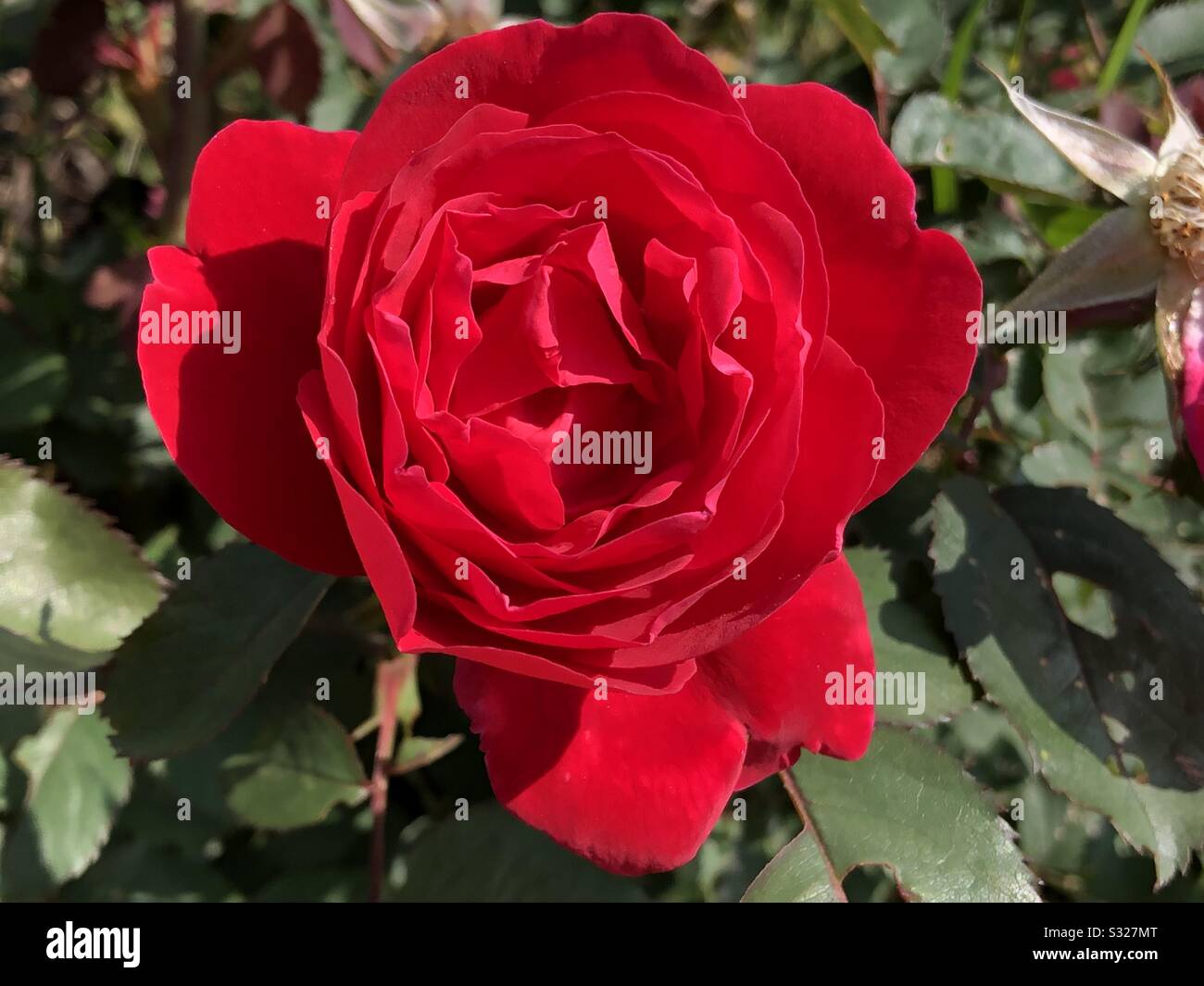 Classic beautiful garden roses hi-res stock photography and images - Alamy