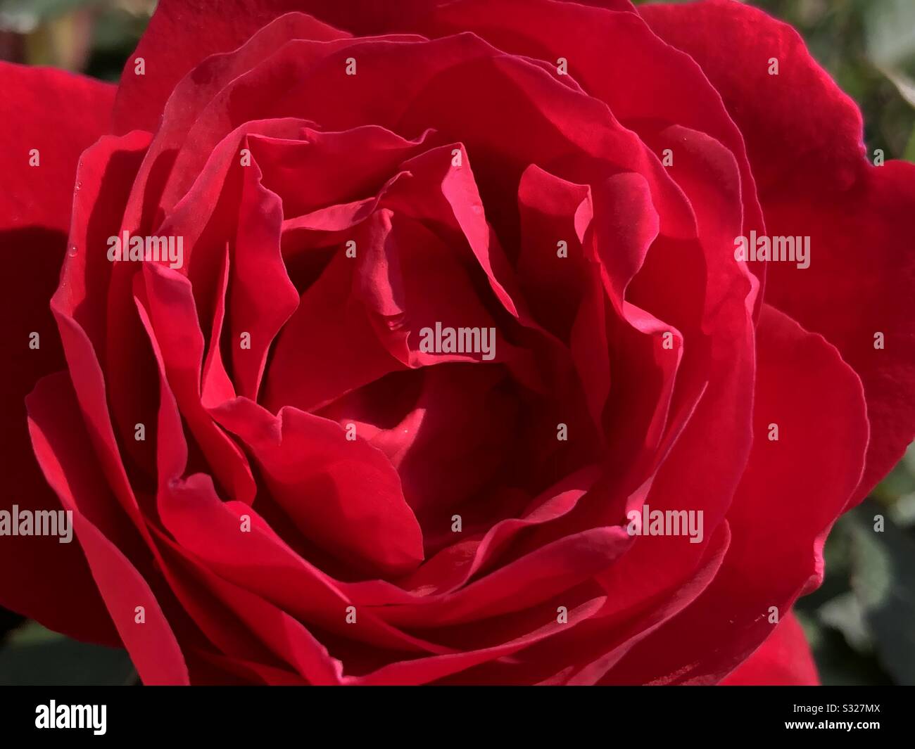 Classic red roses in the garden Stock Photo - Alamy