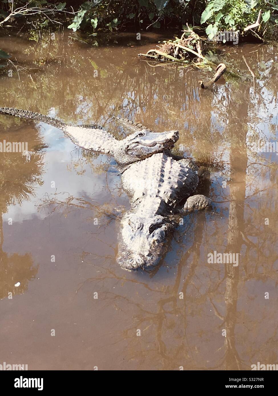 Alligators mating hi-res stock photography and images - Alamy