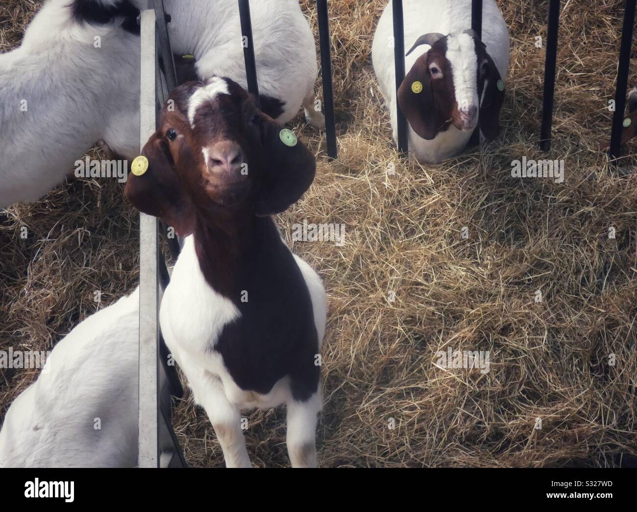 Goat looking at camera Stock Photo - Alamy