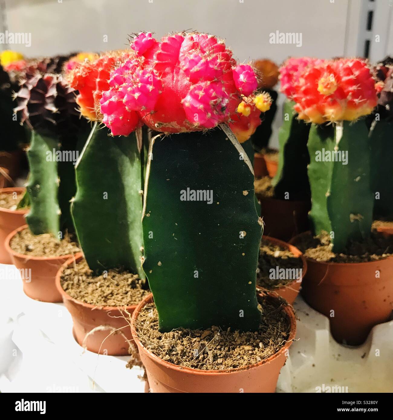 Grafted plants hi-res stock photography and images - Alamy