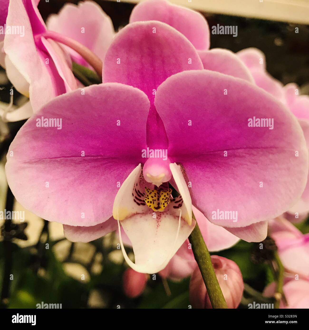 White lip hi-res stock photography and images - Alamy