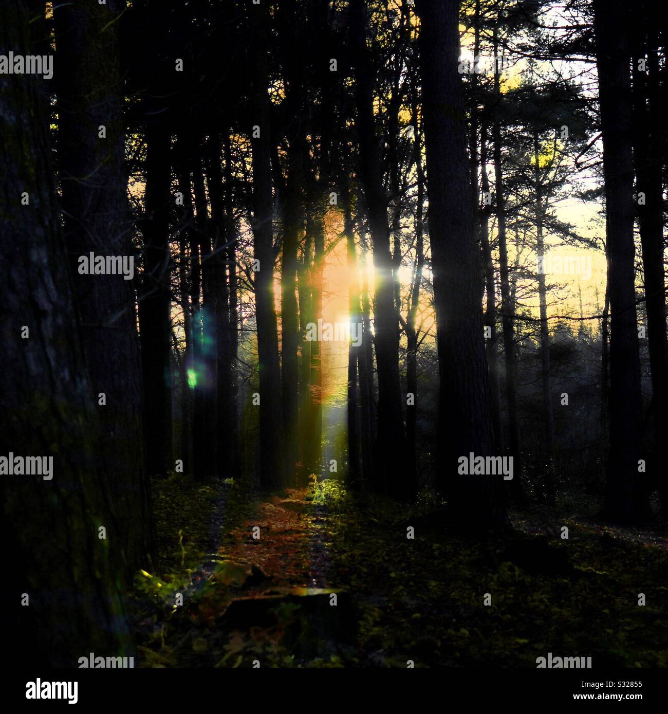 Copse sun hi-res stock photography and images - Alamy