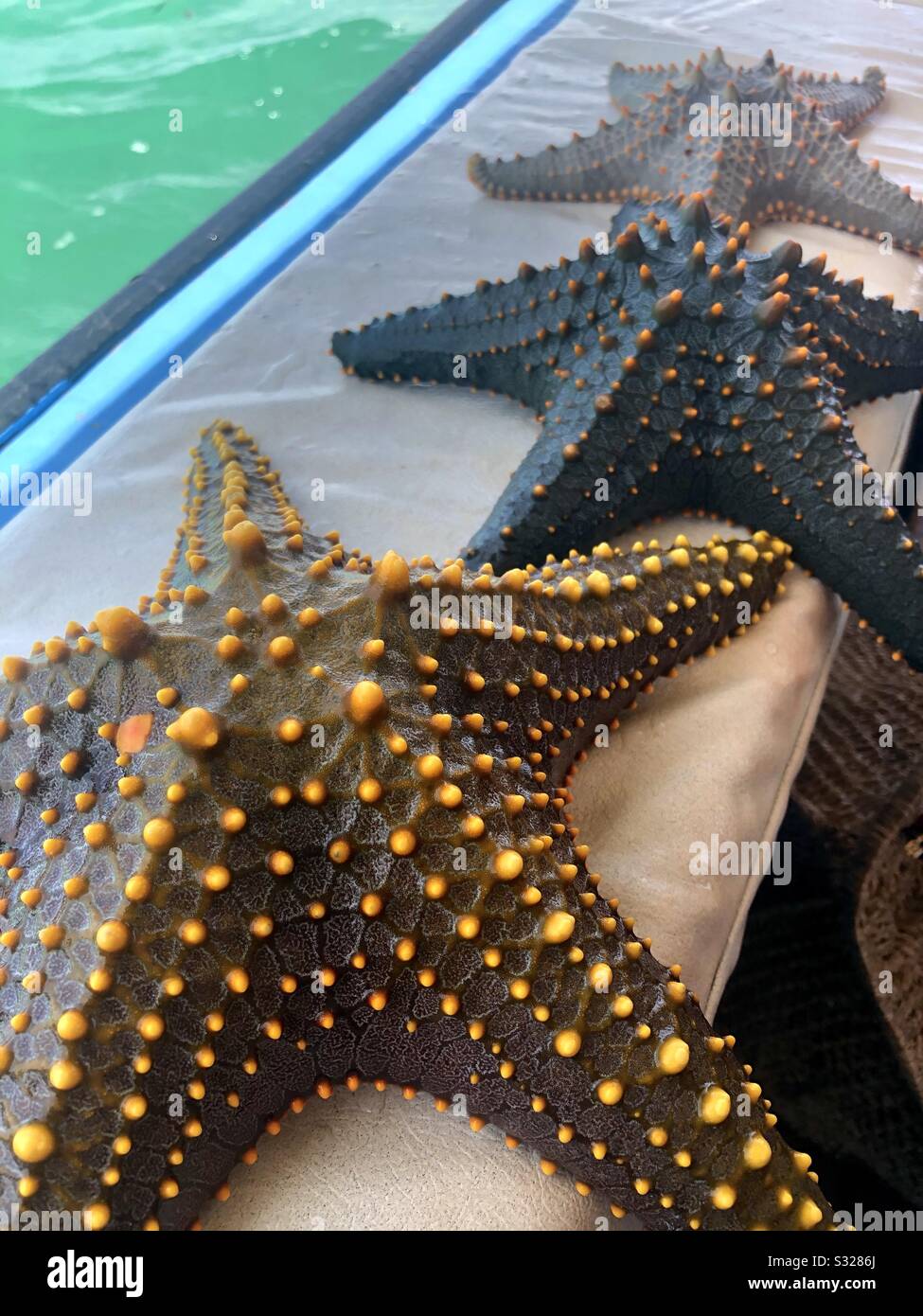 Star fish starfish hi-res stock photography and images - Alamy