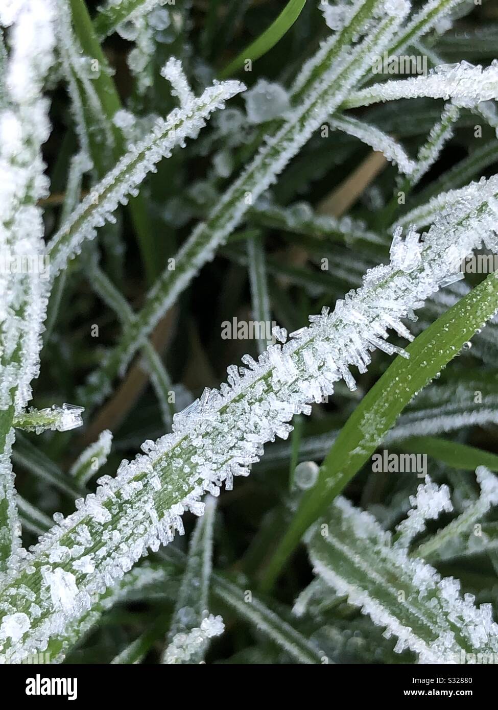 Frosty grass hi-res stock photography and images - Alamy