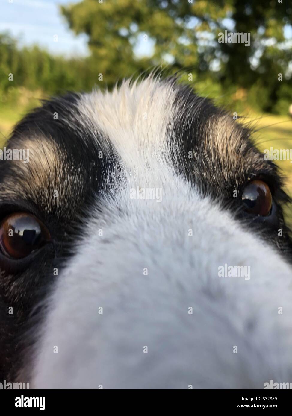 Border Collie Eyes High Resolution Stock Photography and Images - Alamy