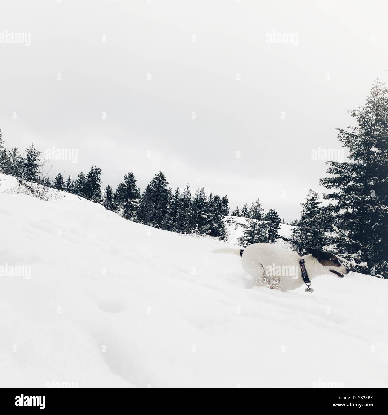 Dog running through snow hi-res stock photography and images - Alamy