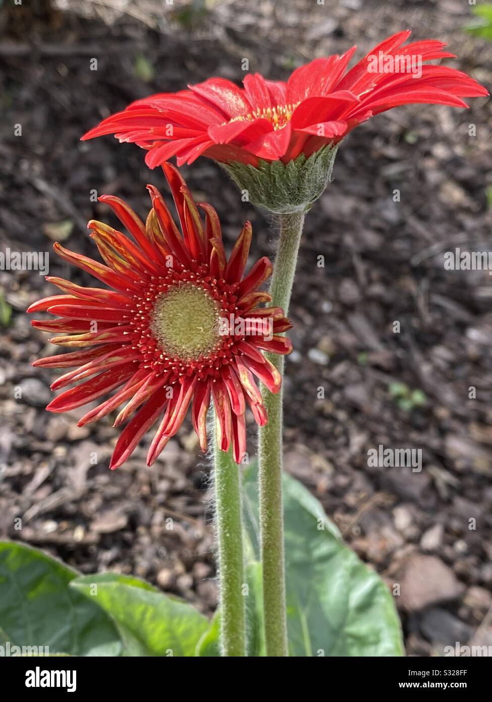 Gerber flowers hi-res stock photography and images - Alamy