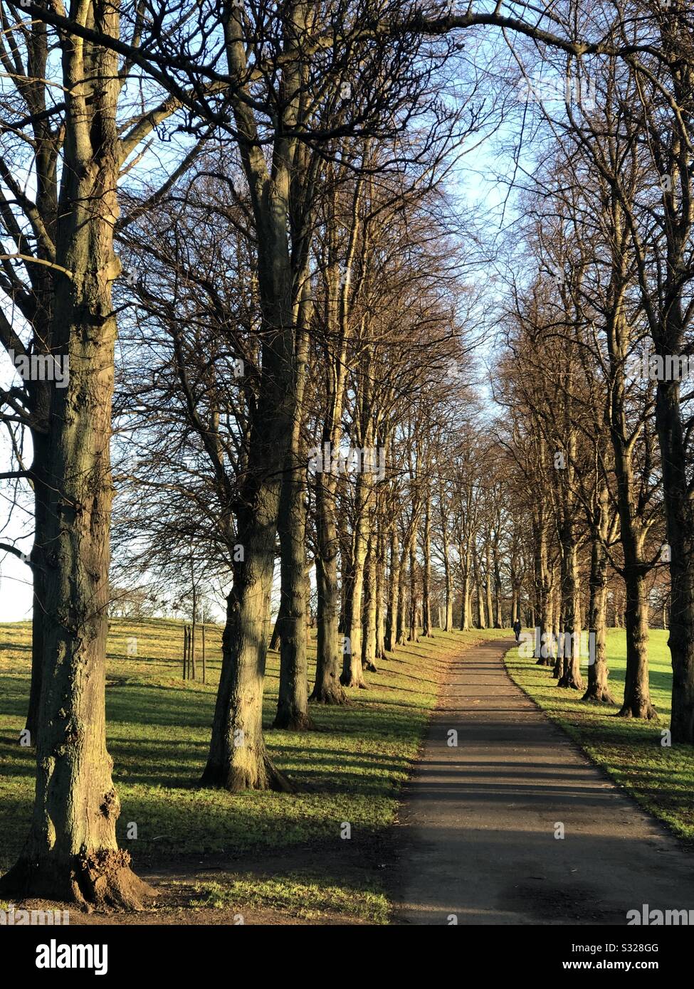 Alley of trees hi-res stock photography and images - Alamy