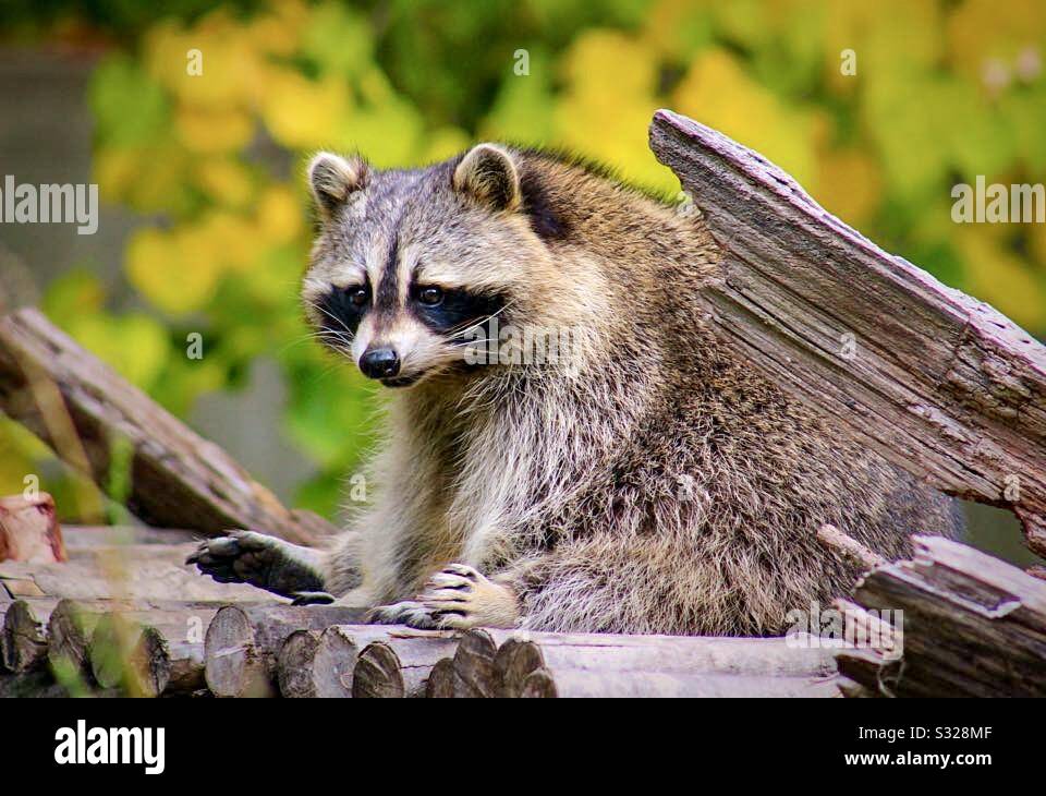 Animal raccoon hi-res stock photography and images - Alamy