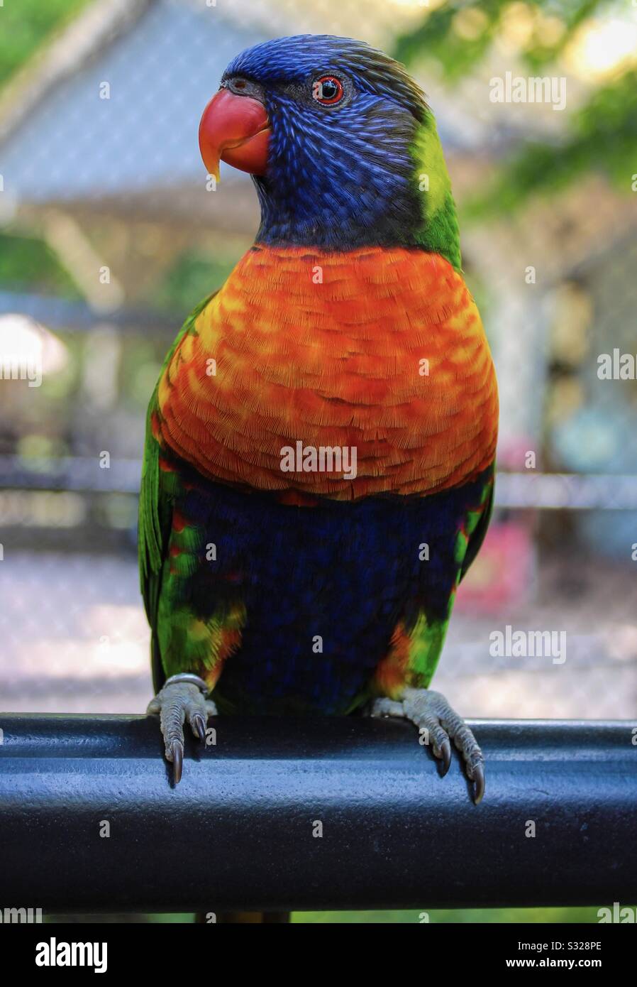 Different parrot hi-res stock photography and images - Alamy